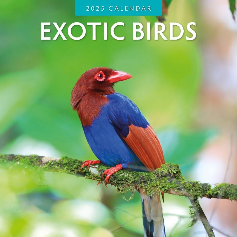 Amazon.com: Red Robin 2025 Exotic Birds Monthly Wall Calendar | 12" x ...