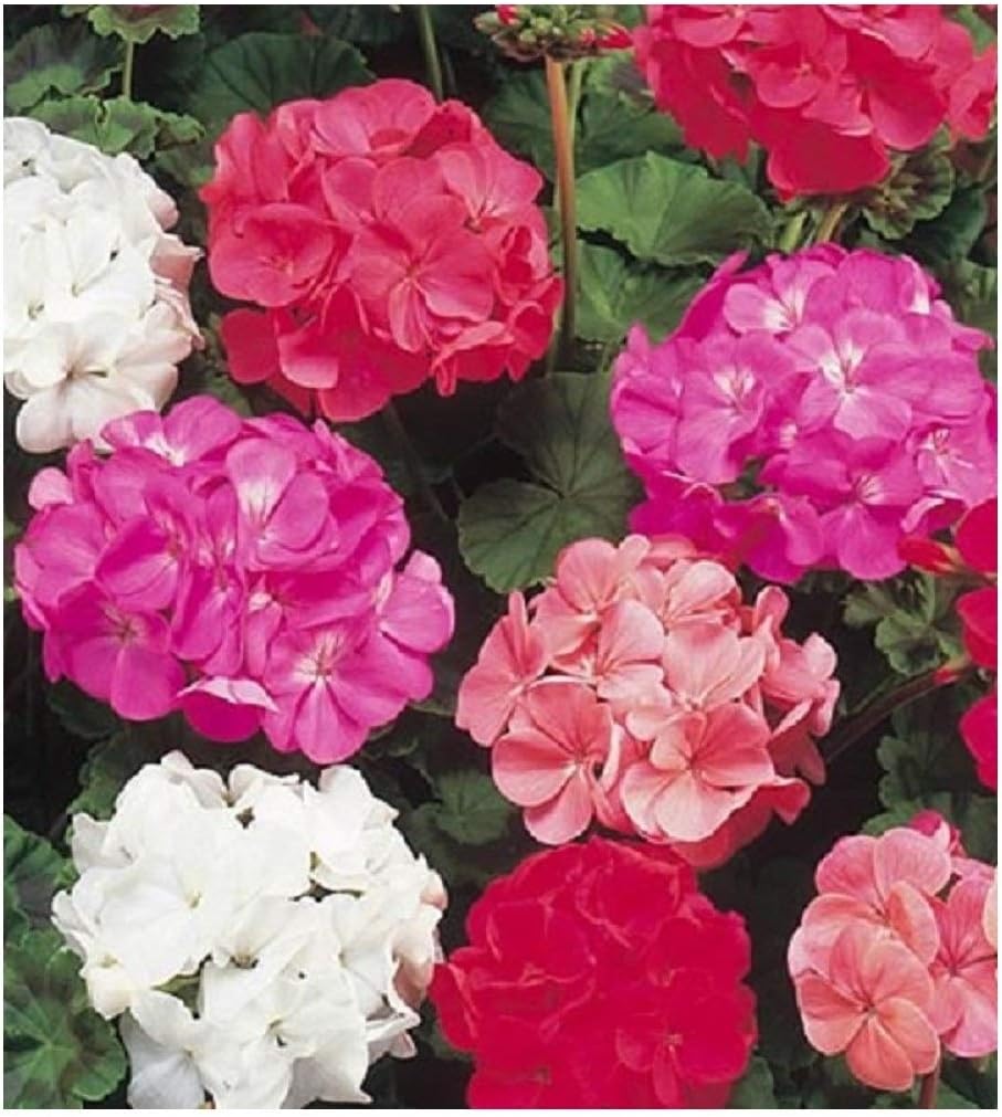 Ultrey Seed House - Rare Hanging Geranium Seeds Giant Pelargonium ...