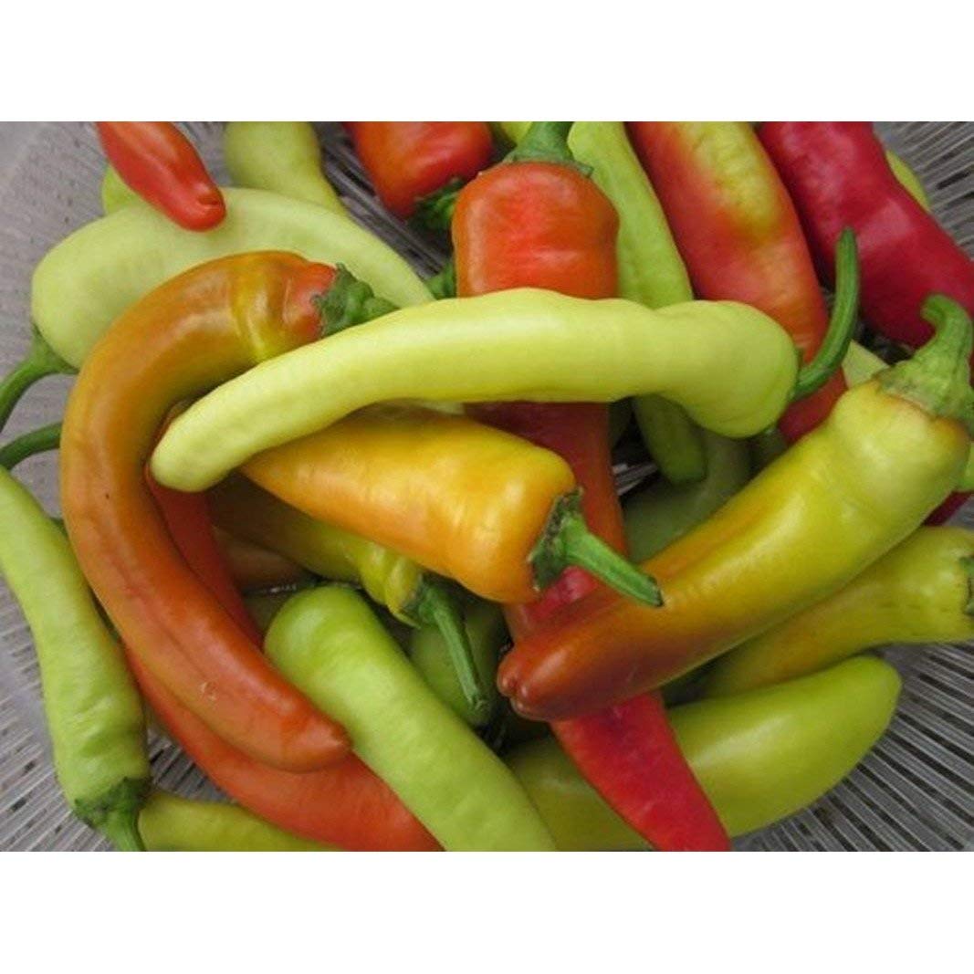Planta De Pimiento Picante Tipo Banana