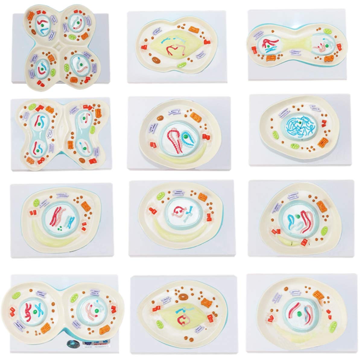 Buy Cell Anatomical Division Model Cell Structure Taxonomy Cell ...