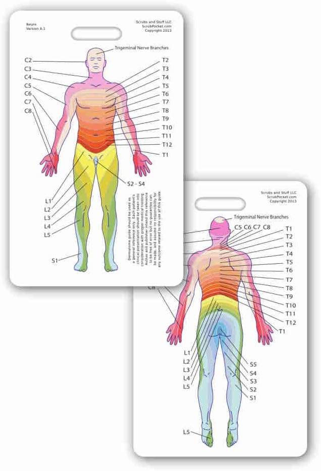 Neuro Dermatome Diagram Vertical Badge Id Card Pocket Reference Guide ...