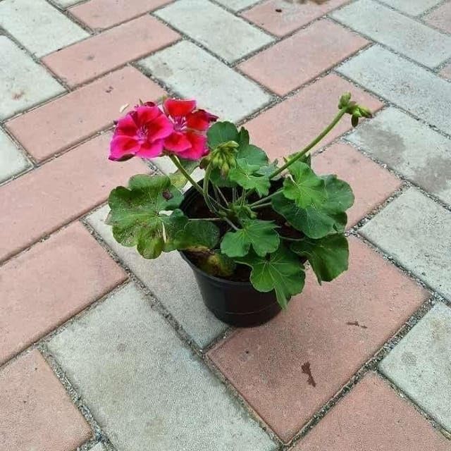 Geranium Dark Pink in 5 Garden perfect Living Live Nursery Plant ...