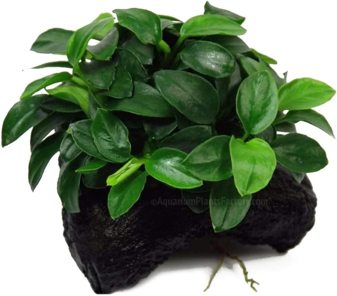 Amazon.com: Marcus Fish Tanks - 3X Tiger Lotus Lily Nymphaea Lotus ...