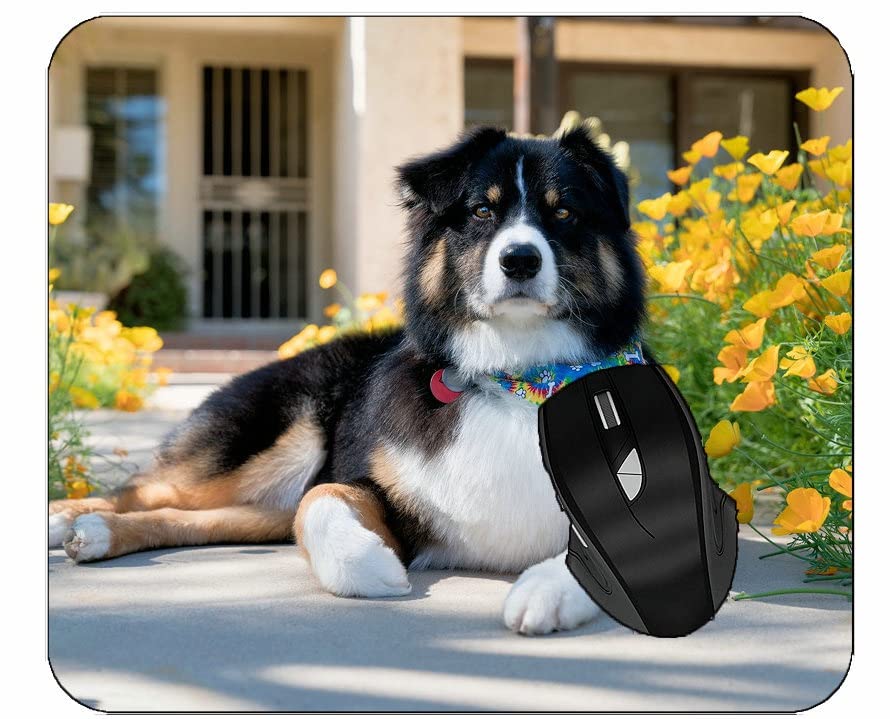 Google Groups Siberian Mouse