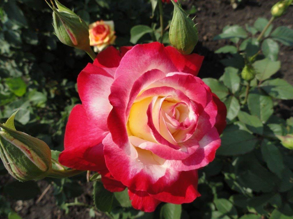 Guru Nursery Rose Plants (Standard Size) : Amazon.in: Garden & Outdoors