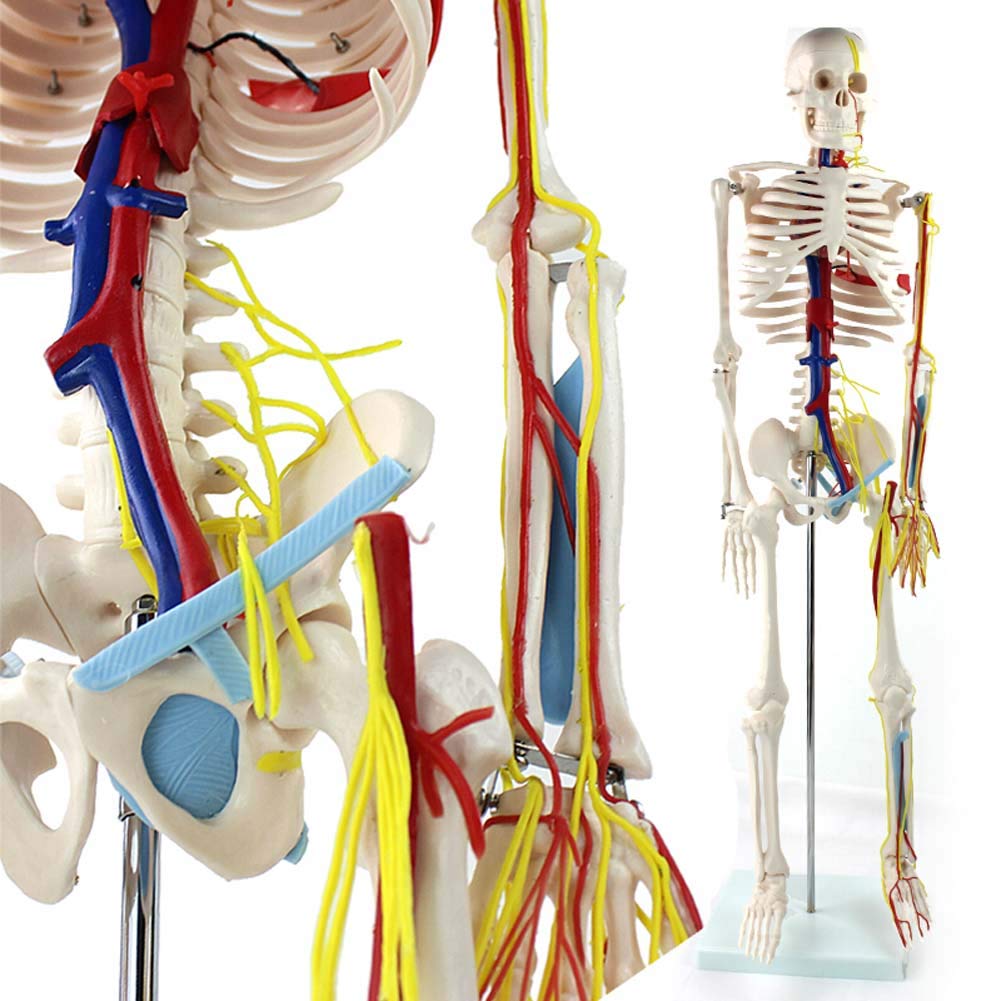 Buy 85 Cm Human Skeleton Model with Nerves And Blood Vessels of The ...
