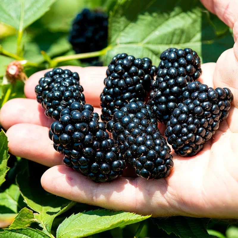 Amazon.com : 2 Navaho Thornless BlackBerry Plants Live for Planting 5 ...