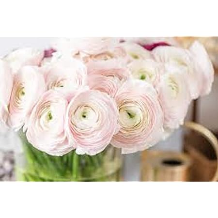 Amazon.com : White Ranunculus Bulbs - 10 Bulbs Perennial Flowers Plant ...