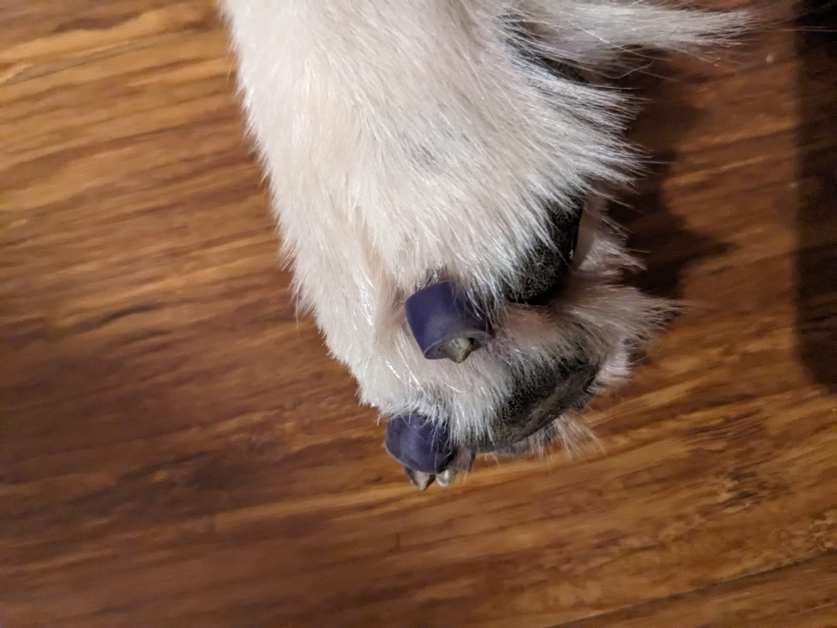 Dr Buzby's Medium ToeGrips for Dogs - Instant Traction on Wood/Hardwood ...