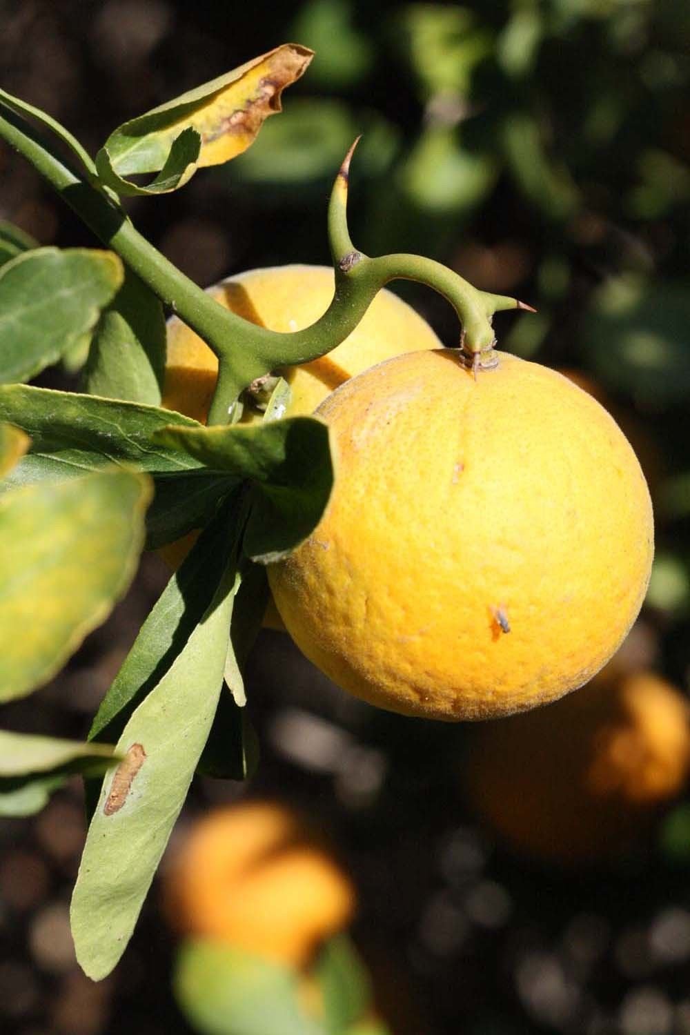 Buy Poncirus trifoliata FLYING DRAGON HARDY TRIFOLIATE ORANGE Tree ...