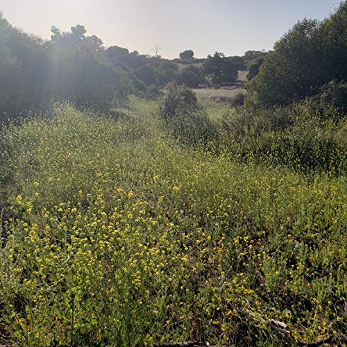 Amazon MusicでJosh B GoshのField of Flowersを再生する
