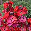 Carbeth Plants - Erysimum Red Jep WallFlower Plant in 13cm Pot ...