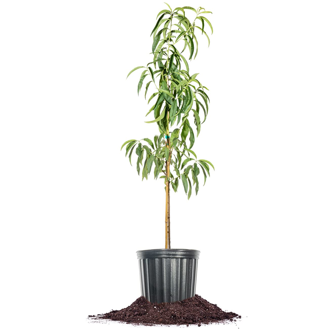 Dwarf Peach Tree Bunnings