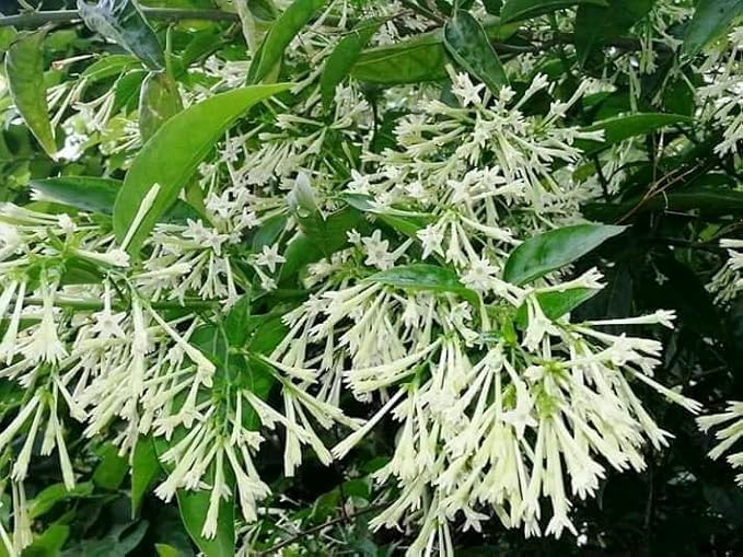 ONLINE PLANT BAZAR HASNUHANA/RAAT KI RANI FLOWER LIVE PLANT : Amazon.in ...