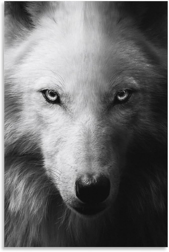 Animali In Bianco E Nero Un Lupo Dello Zoo Di Berlino Fotografato In