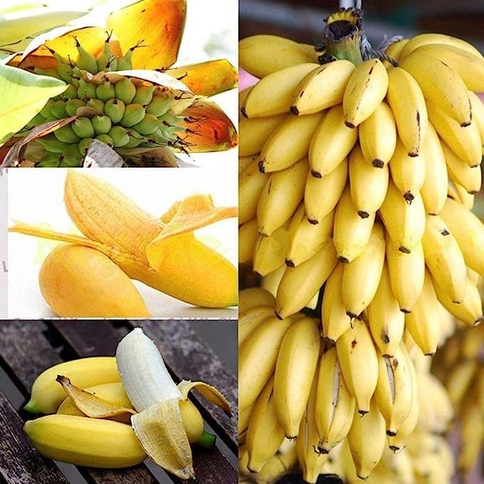 EverSneh Live Fruit Live Plant Super Tasty Banana Kela Tree Plant ...