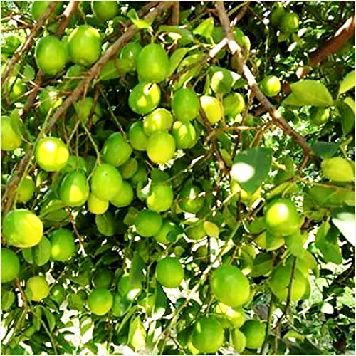 Modern Plants Live Desi Nimbu/Nimboo/Lemon/Citrus/ देशी नीम्बू का पौधा ...