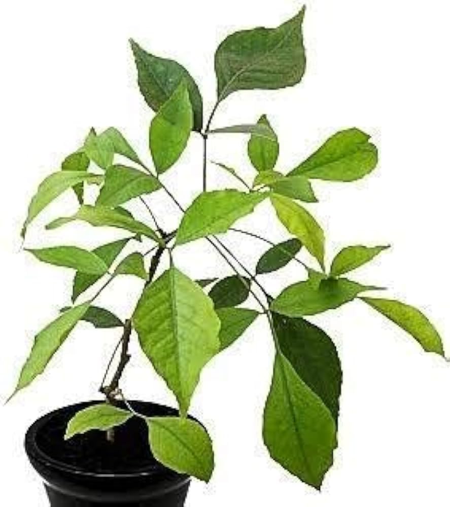 Bel patra plants 1 fresh live plant : Amazon.in: Garden & Outdoors