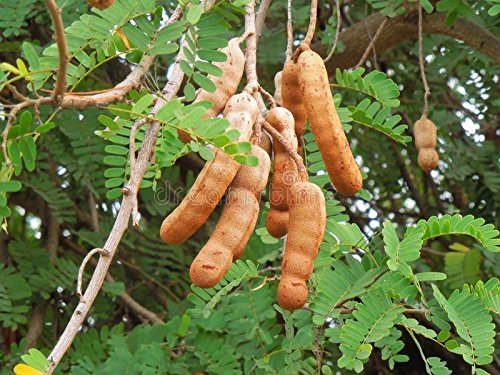 Grafted Fruit Plant Dwarf Tamarindus indica "TAMARIND" Live Plant (2 ...