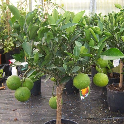 Cross Common Nursery Citrus Orange Tree Half Standard : Amazon.co.uk ...