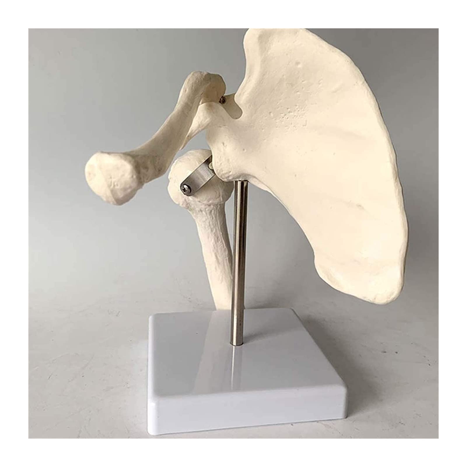 Buy Body Model Human Skeleton Scapula Anatomy Model Shoulder Joint ...