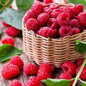 Amazon.com: 1 Joan J Raspberry Plant Live Bare Root, Red Raspberry ...