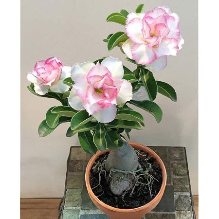 Bee Garden Desert Rose Adenium Live Plant White Color (Grafted - Live ...