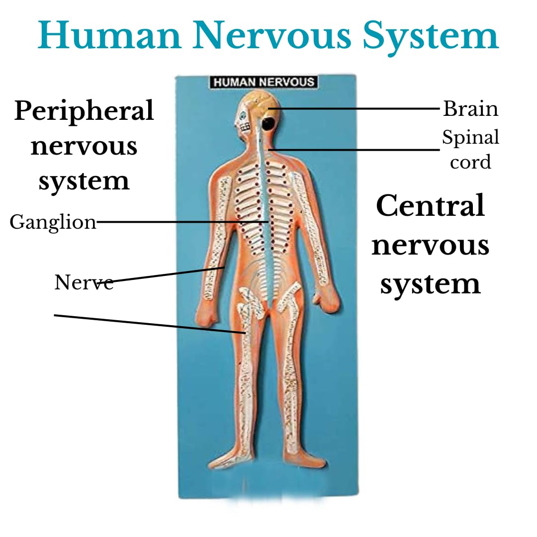 Neurology Nervous System Items Therapies To Reset Your Whole Body