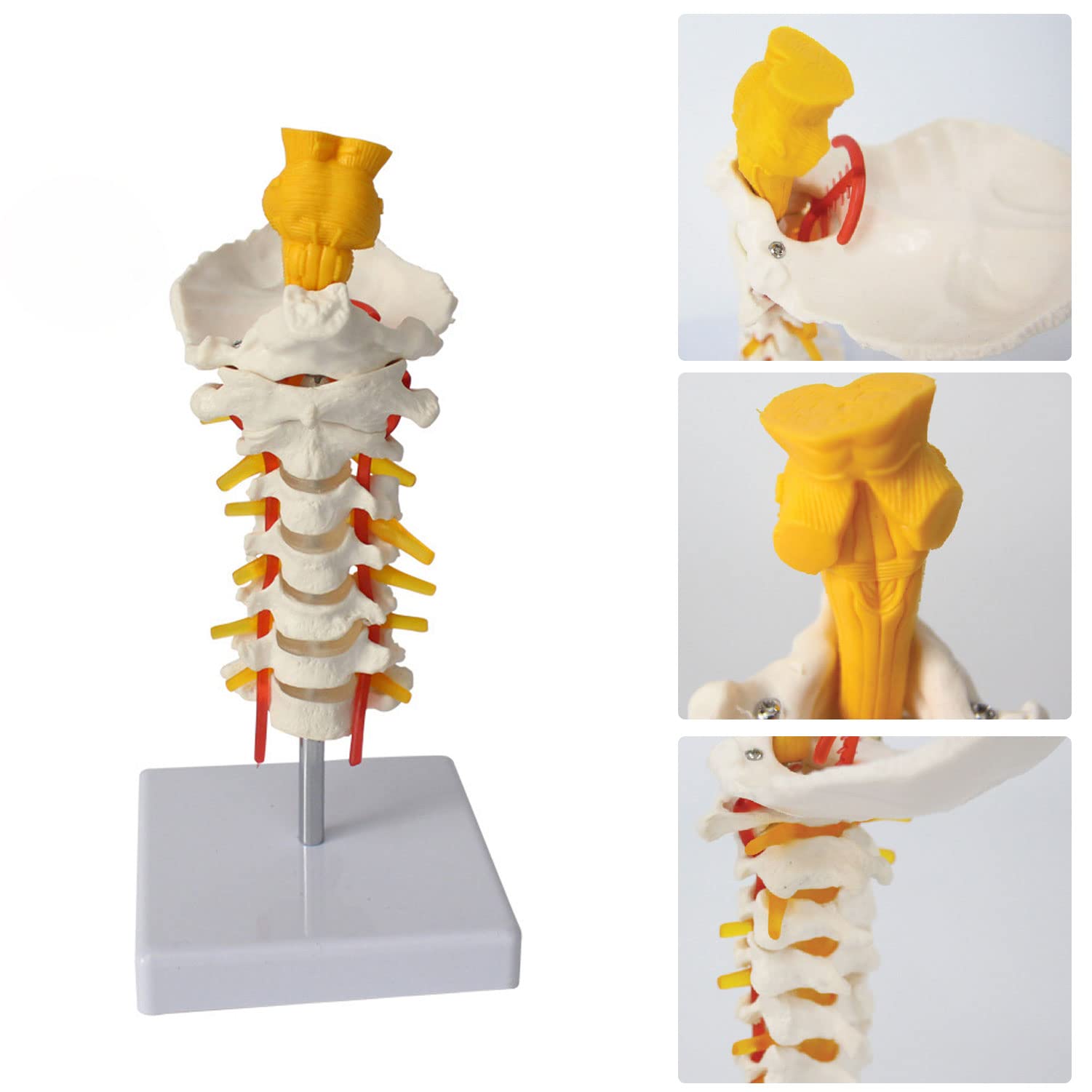Skeleton Anatomy Model Cervical Vertebra Arteria Spine Spinal Nerves ...