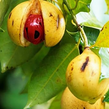 Hug A Plant | Nutmeg/Jaathi (Seedling) (Myristica fragrans) Fruit ...