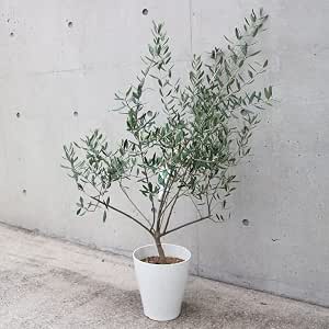 Amazon.co.jp: Olive seedlings Variety: Lucca No. 7 white tapered pot ...