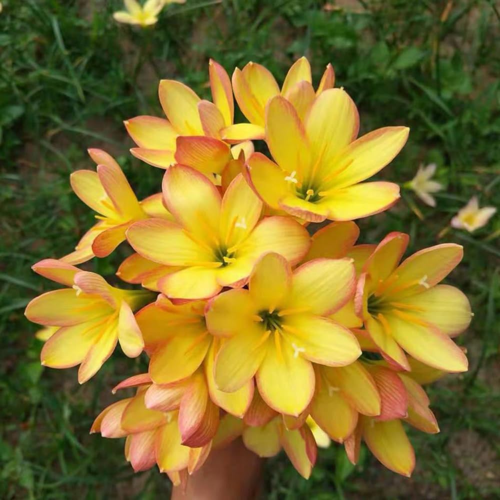 Amazon.com : 5pcs Yellow snowdrops Bulbs for Planting Now Spring ...