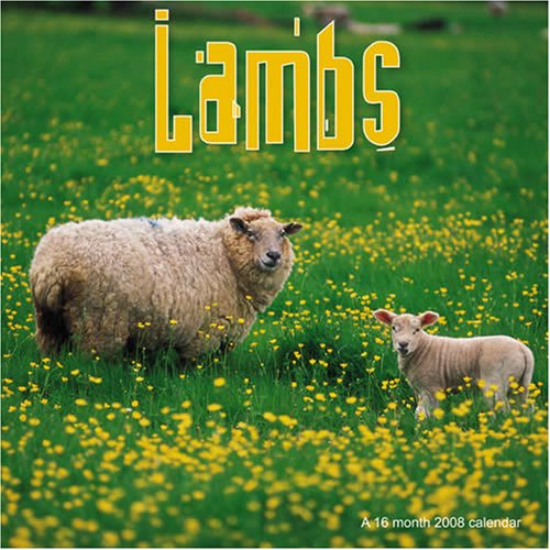 Lambs 2008 Wall Calendar: Magnum Publications: 9781602541221: Amazon ...
