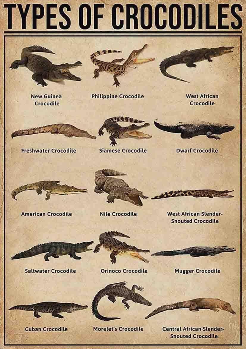 Amazon.com: Types Of Crocodiles Metal Tin Signs Crocodile Knowledge ...