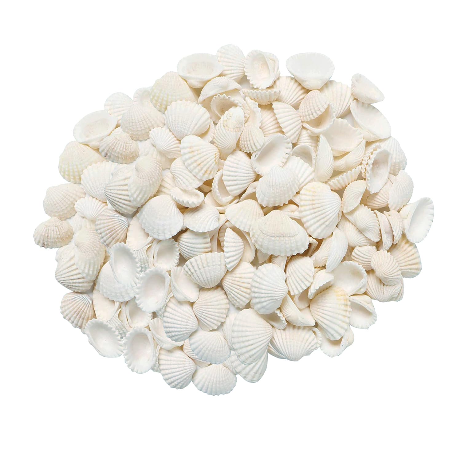 Amazon.com: Miraclekoo Small Tiny White Sea Shells Mini Clam Bulk ...