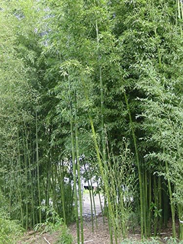 Amazon.com : Bamboo Plant - Henon Phyllostachys Nigra Henon, 5 Gal ...