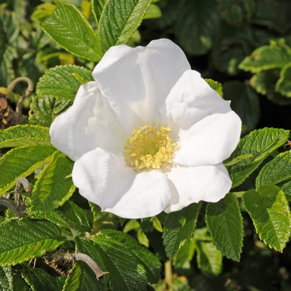 White Japanese Rose Rugosa Plant 'Alba' Species Shrub Rose Rosa Thorny ...