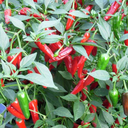 Chili Apache – Die 15 besten Produkte im Vergleich & Angebote ...