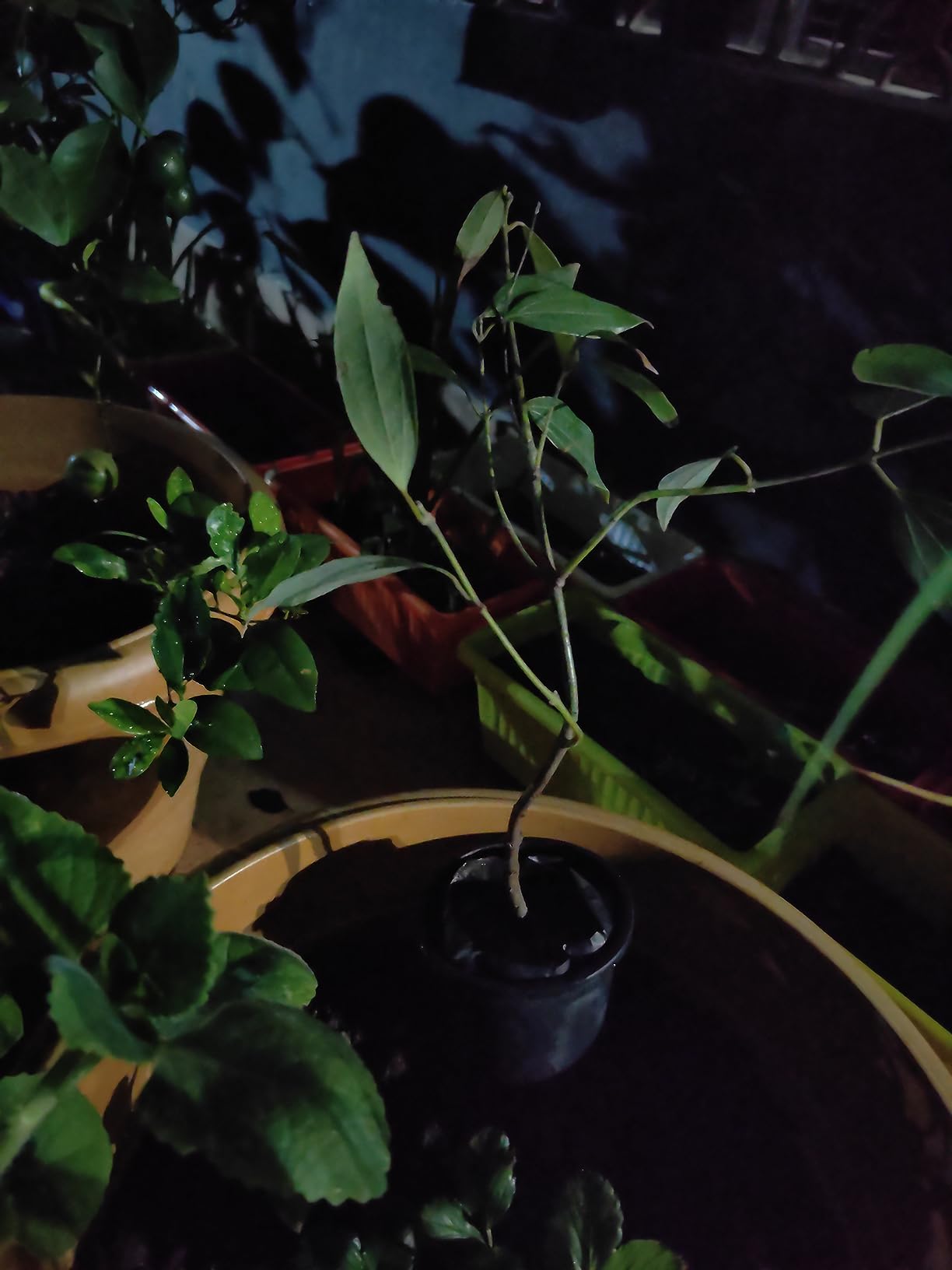 Plants Point Rare Dwarf Dalchini Plant - True cinnamon tree, Cinnamon ...