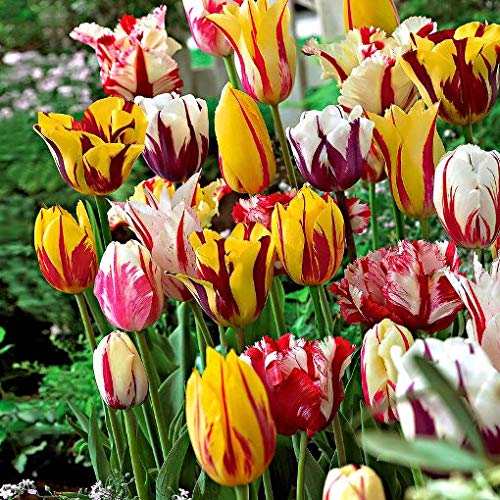 Bulbi da Piantare in Primavera → Classifica dei Più Venduti Online nel 2024