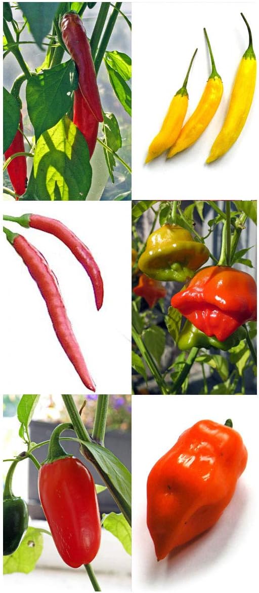 Chilli Pepper Classics – Seed kit Gift Box with 6 Well-Known hot ...