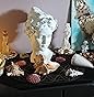 Amazon.com: Jangostor Large Natural Sea Shells, Huge Ocean Conch 7-8 ...