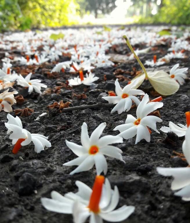 TRICONE Rat Ki Rani Jasmine Parijat Harshringar Parijatak Flower Indoor ...
