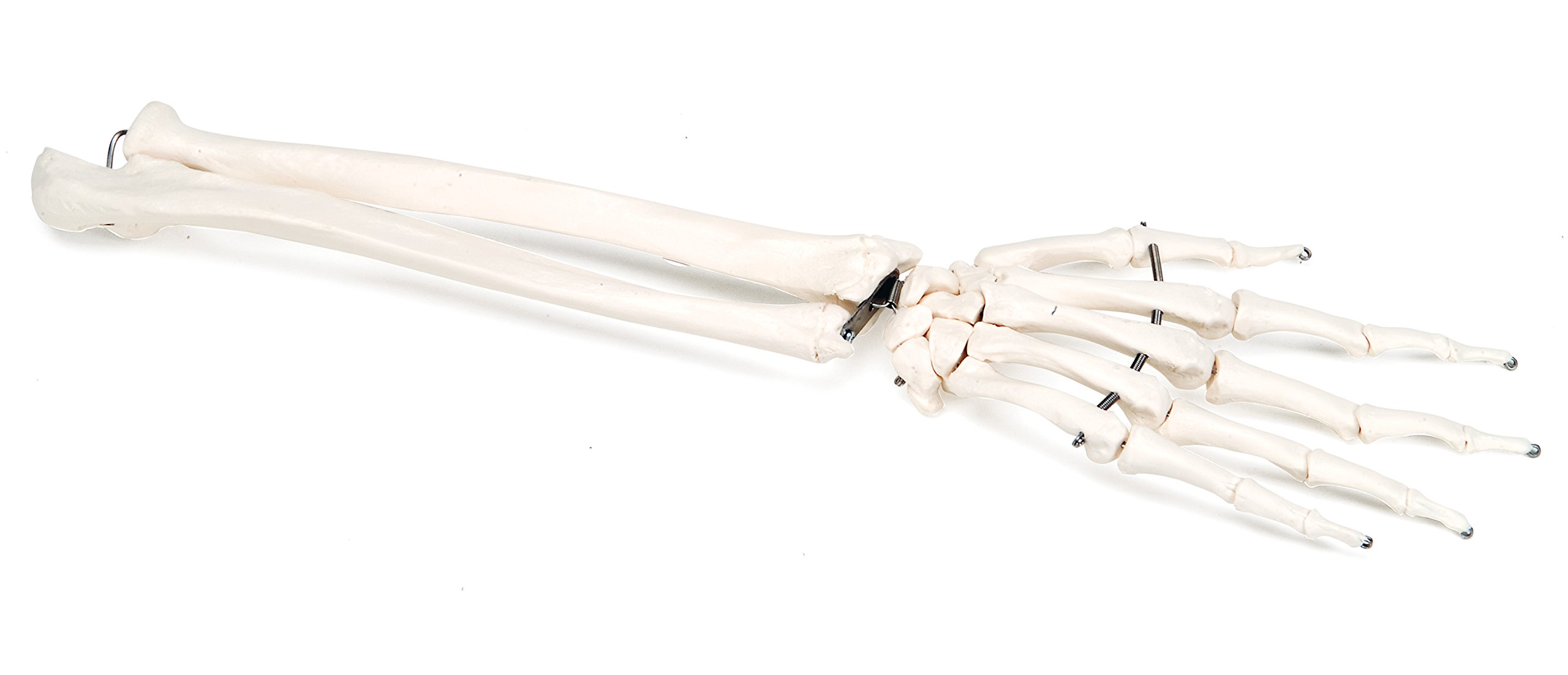 Buy 3B Scientific A41 Hand Skeleton w/portions of Ulna a. rad. Wire ...