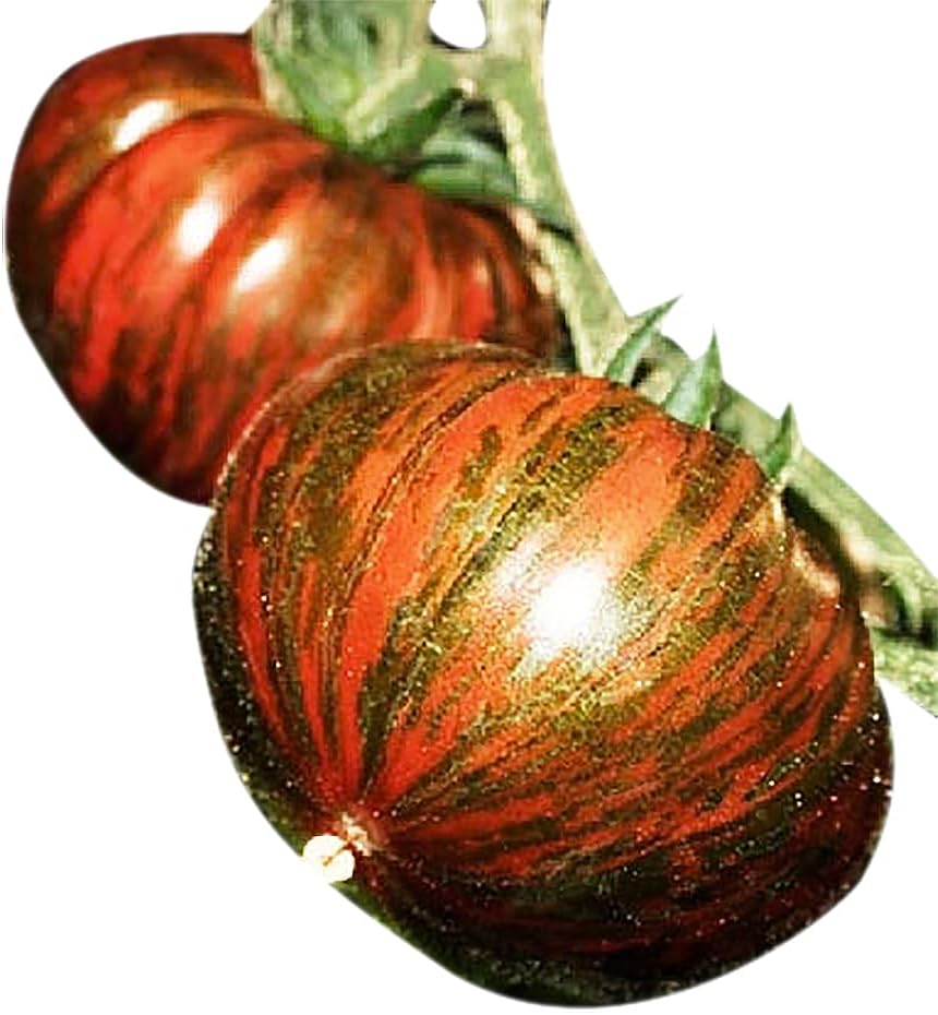 Amazon.com : Chocolate Stripe Tomato Seeds - Large Tomato with Brown ...