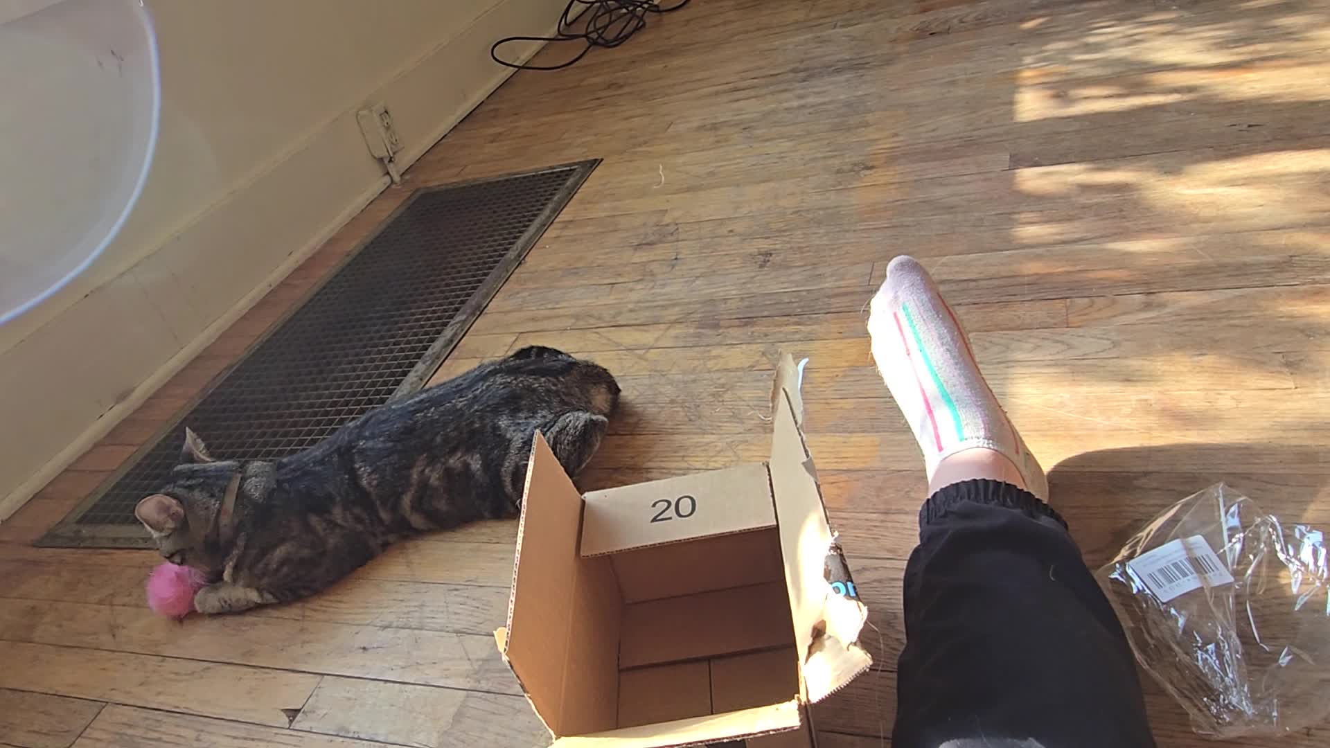 Watch Amazing cat toys. on Amazon Live