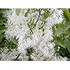 Amazon.com : White Fringe Tree Seeds for Planting (30 Seeds ...
