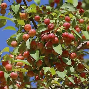 Amazon.com : Generic 1 Pcs LIVE PLANT Midwest Manchurian crabapple tree seedling fruit very ...