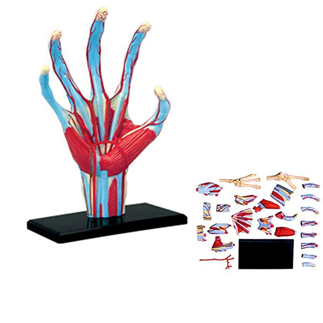 Buy Educational Model Anatomy of Human Hand Puzzles, Anatomy of Hand ...