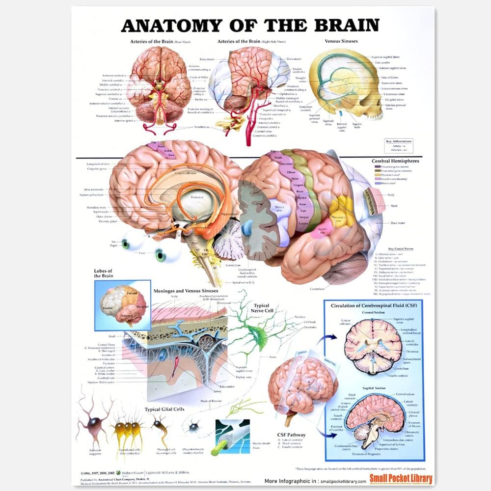 ANATOMY OF THE BRAIN Wall Chart Anatomy of the Human Body Posters ...